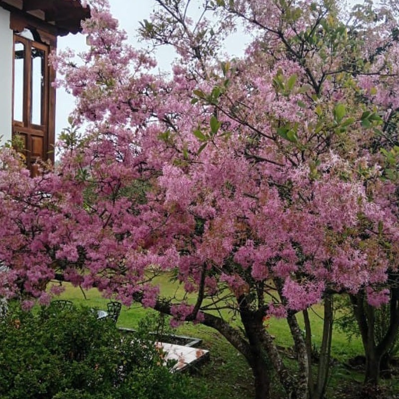 Hacienda Nirvana- Villa Ximena, Villa de leyva-Boyaca