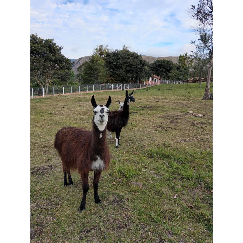 Hacienda Nirvana- Villa Ximena, Villa de leyva-Boyaca